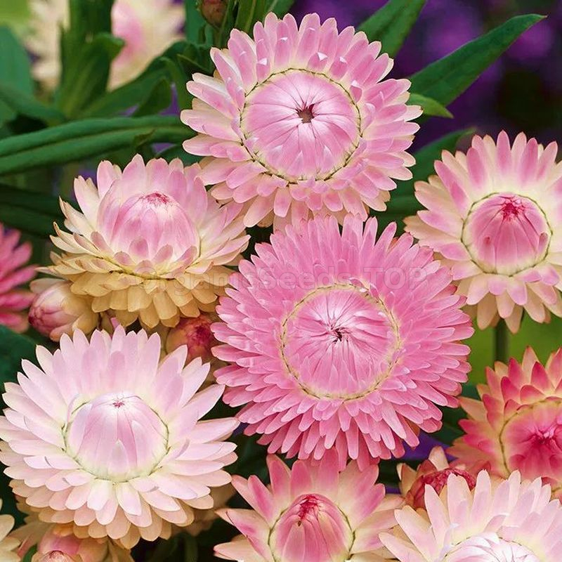 «Pink» - Organic Helichrysum Seeds - Shipping is free for orders over €50