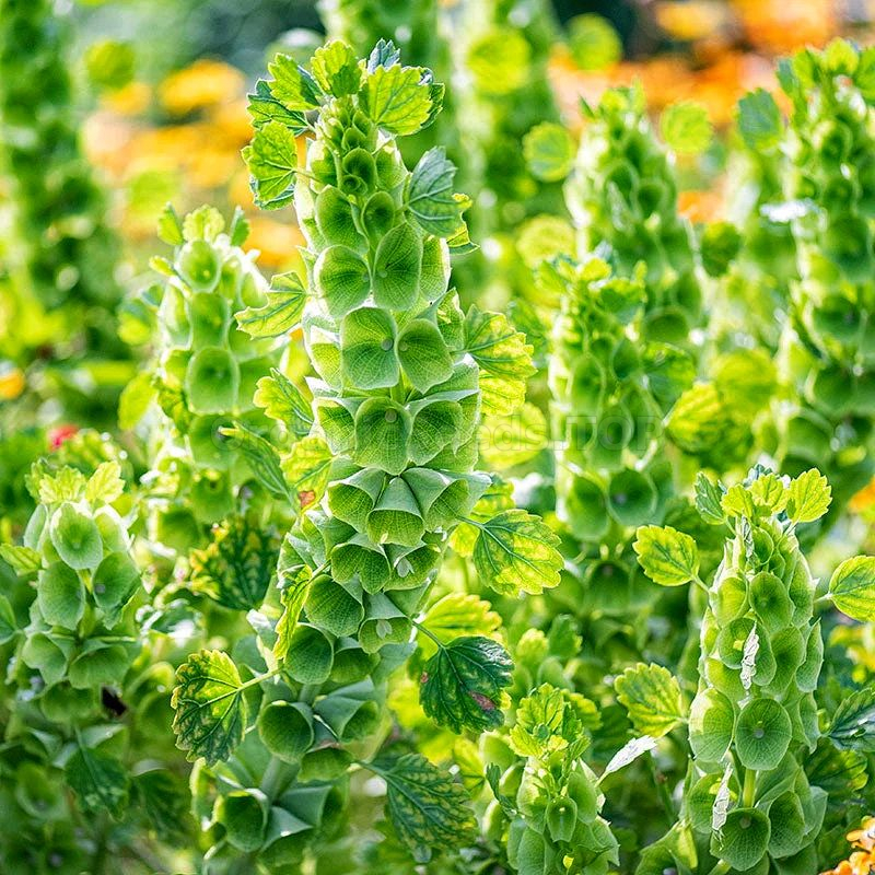Images Organic Moluccella Seeds - Shipping is free for orders over €50