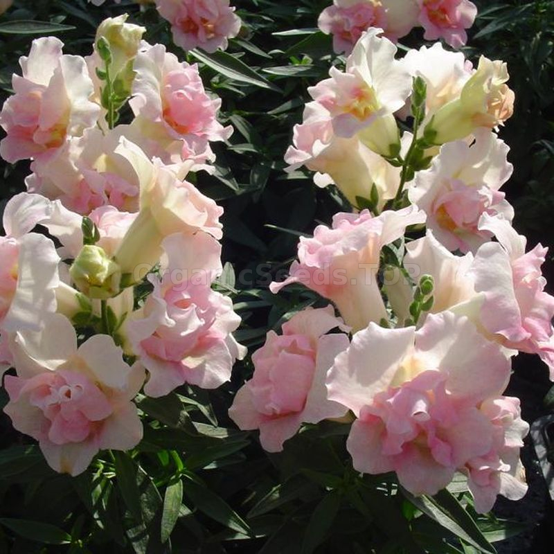 Images «Apple blossom» - Organic Snapdragons Seeds - Shipping is free ...