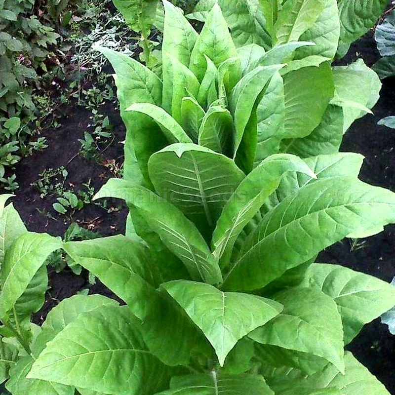 «Dubek New» Heirloom Tobacco Seeds - Shipping is free for orders over €50