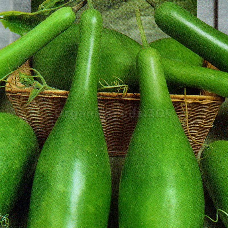 Reviews «Bottle» - Organic Calabash Seeds - Shipping is free for orders ...