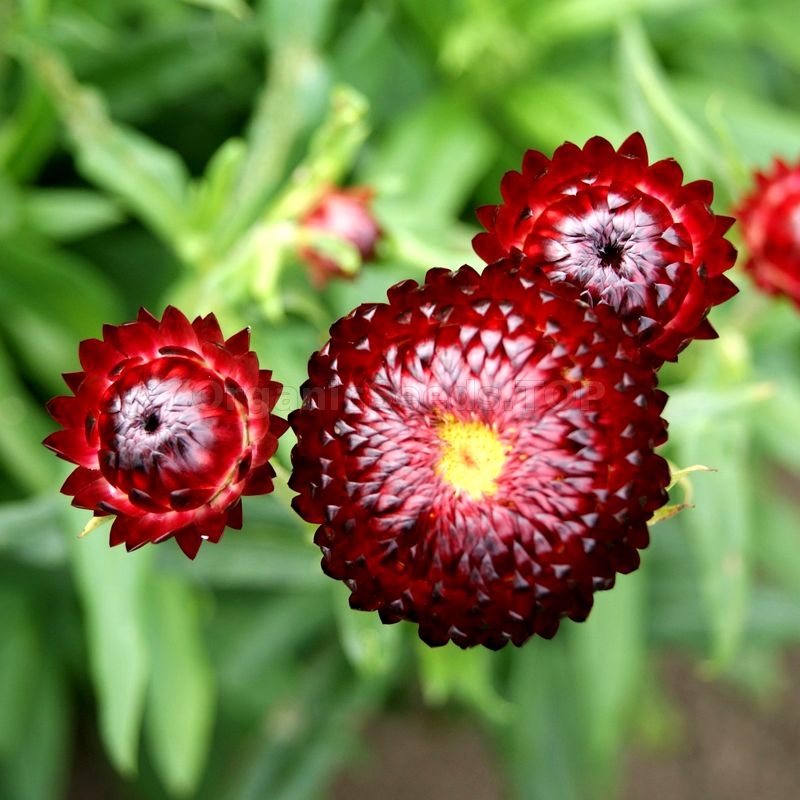«Scarlet» - Organic Helichrysum Seeds - Shipping is free for orders ...