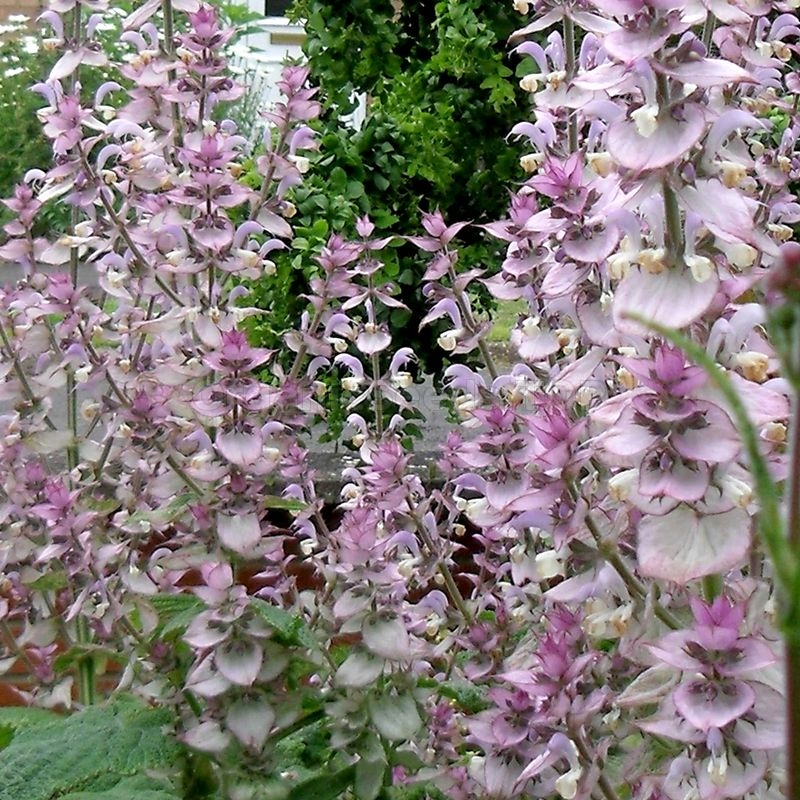 Images «Muscat» - Organic Salvia Seeds - Shipping is free for orders ...