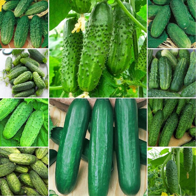 Set of seeds «Cucumber assortment» - 10 packets - Shipping is free for ...