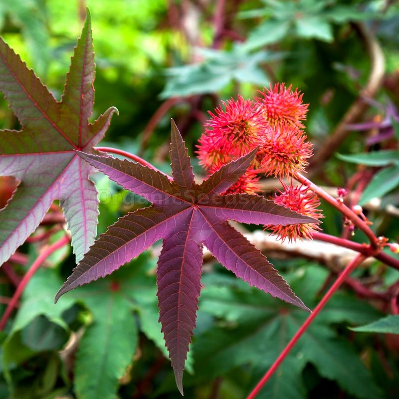 «Impala» - Organic Castor Oil Plant Seeds - Shipping is free for orders ...