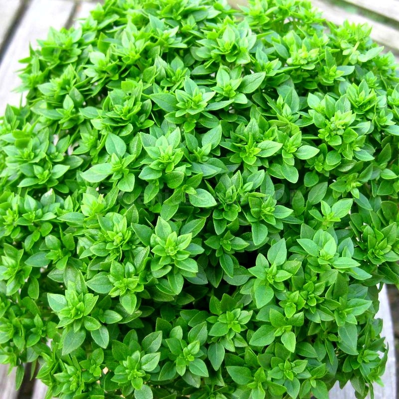 Reviews «Dwarf» - Organic Greek Basil Seeds - Shipping is free for ...