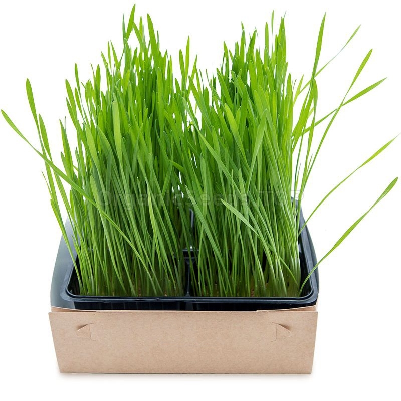 Images «Dryad» - Organic Wheat Seeds - Shipping is free for orders over €50