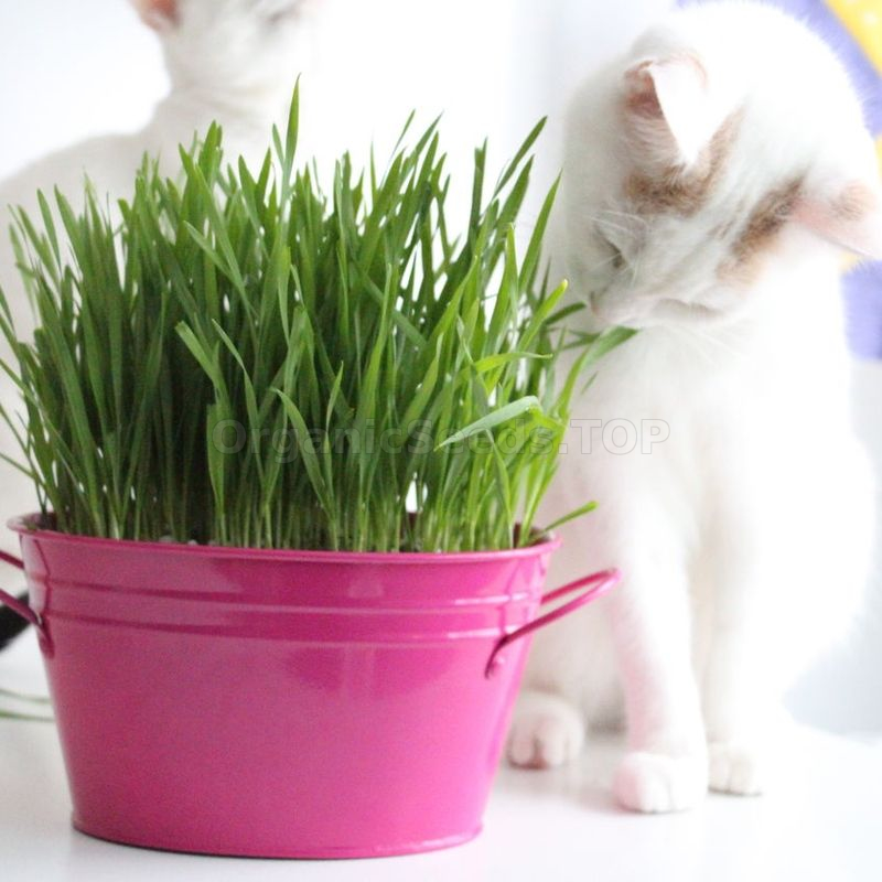 «Premium» - Organic Cat Grass - Shipping is free for orders over €100