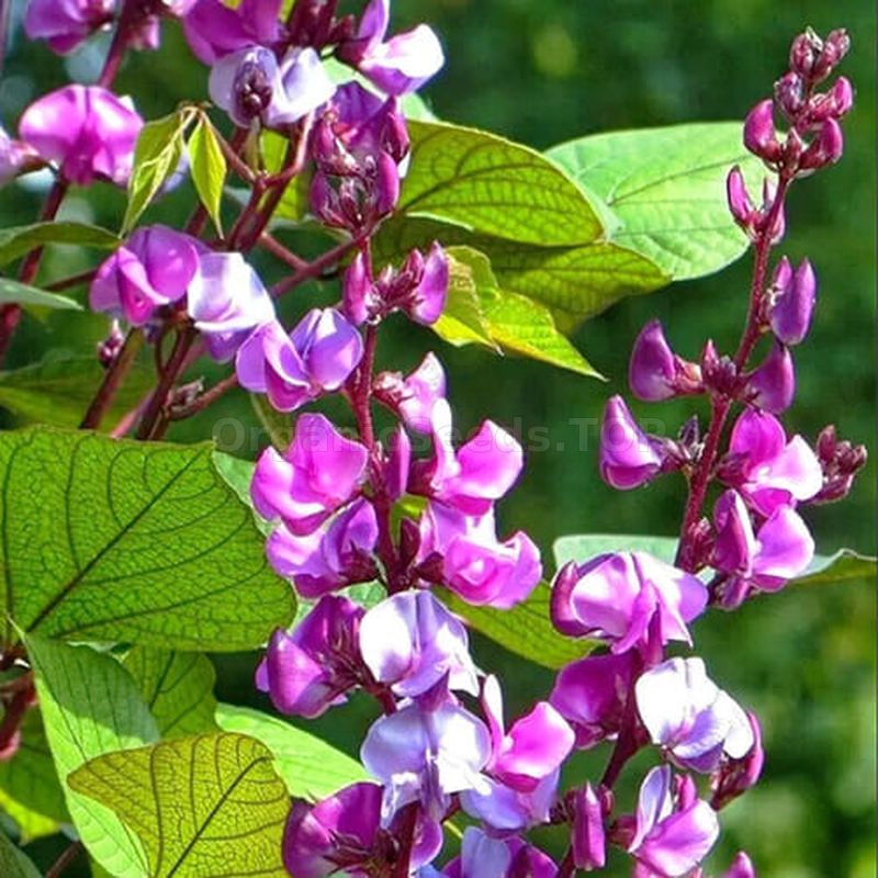 Organic Dolichos Seeds - Shipping is free for orders over €50