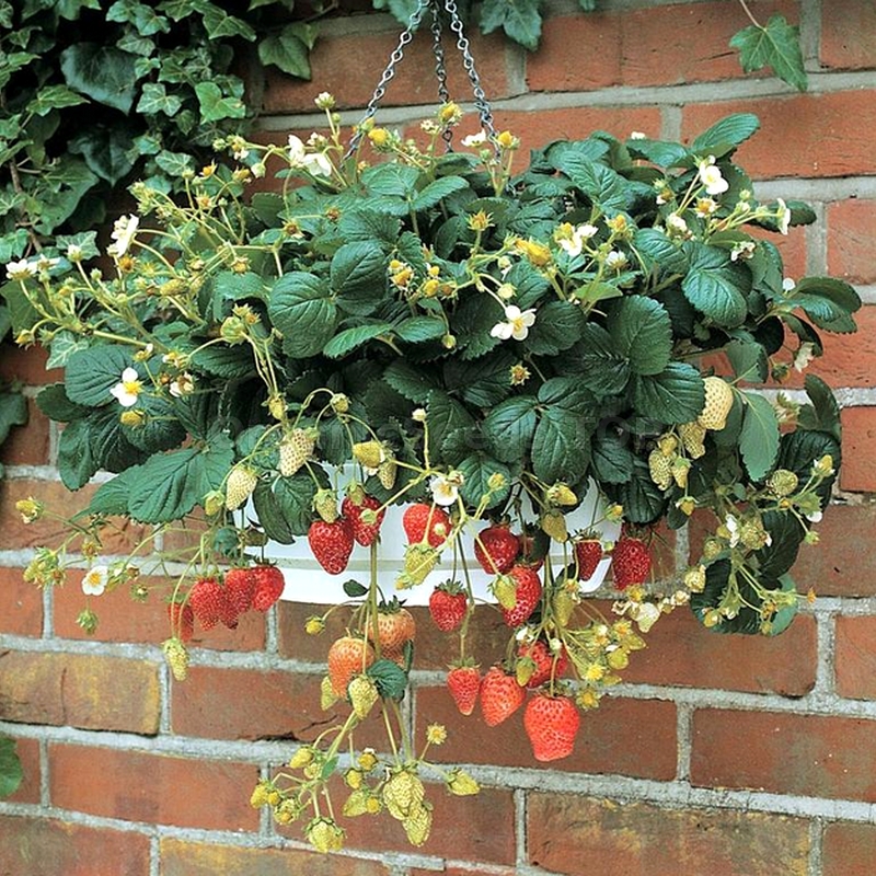 Images «Temptation» - Organic Strawberry Seeds - Shipping is free for ...