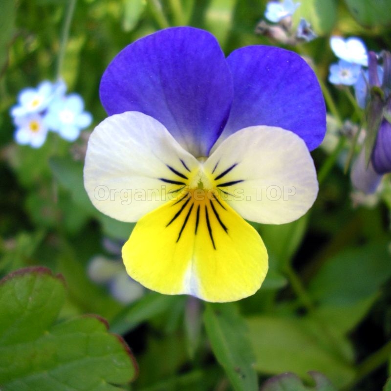 «Halen» - Organic Horned Violet Seeds - Shipping is free for orders ...