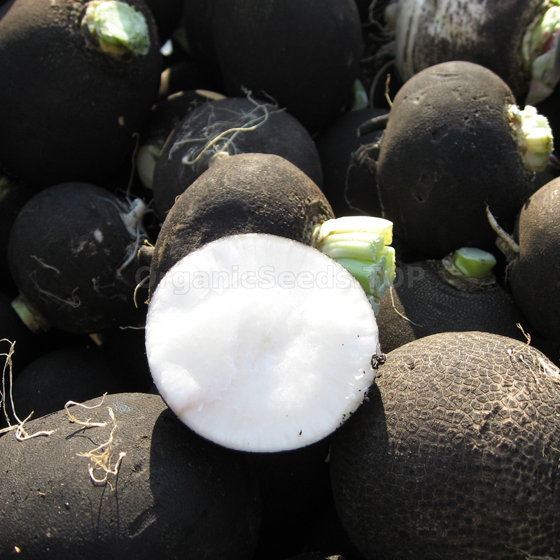 «Black winter» - Organic Radish seeds - Shipping is free for orders ...