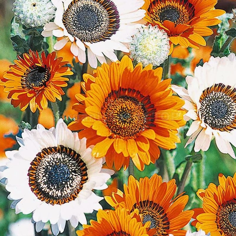 Images «Monarch of the Veld Mix» - Organic Venidium Seeds (Arctotis ...