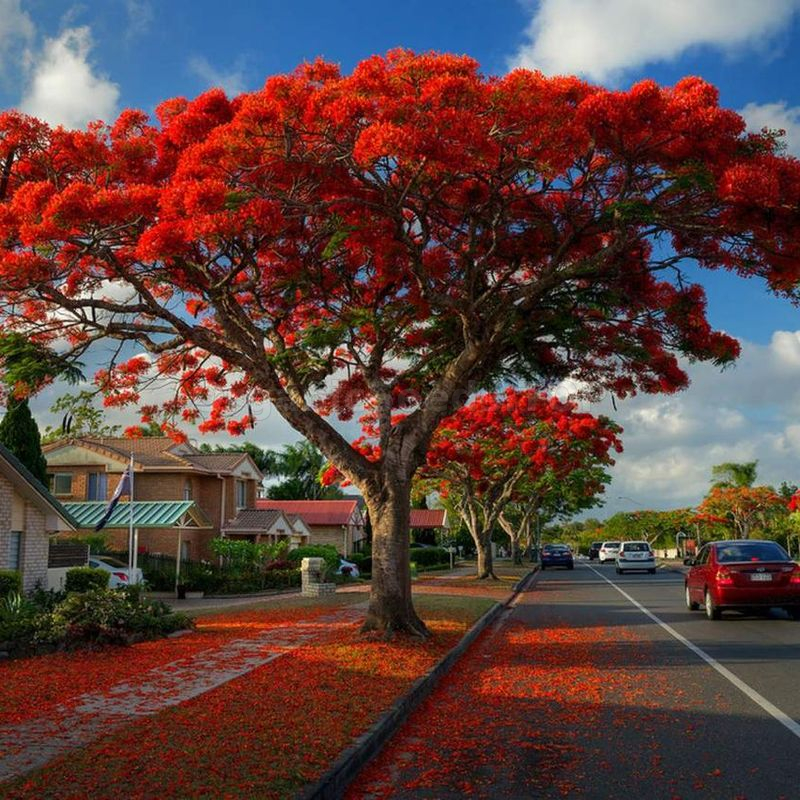 Organic Flamboyant Tree Seeds (Delonix regia) - Shipping is free for ...