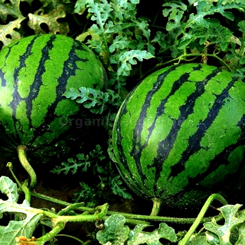 «Chumak» - Organic Watermelon Seeds - Shipping is free for orders over €100