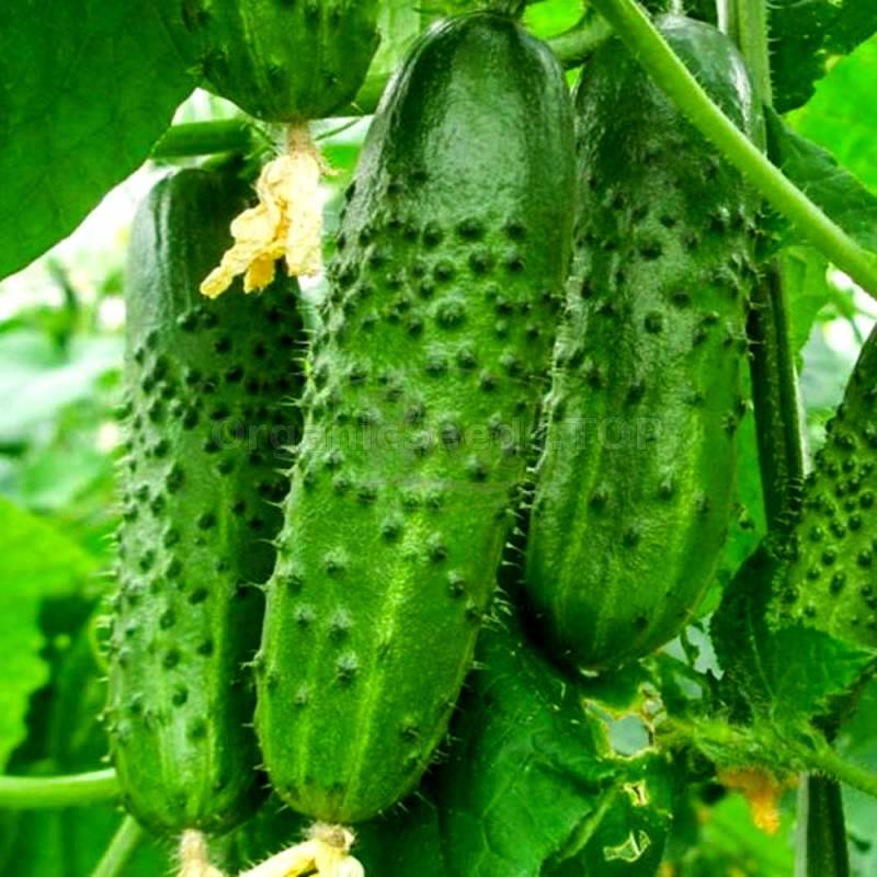 Reviews «Nezhinsky» - Organic Cucumber Seeds - Shipping is free for ...