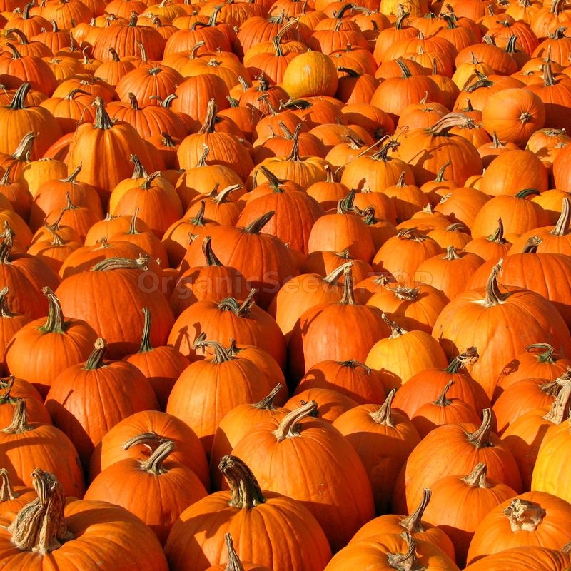«Ukrainian Prolific» - Organic Pumpkin Seeds - Shipping is free for ...