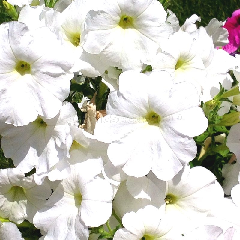 «Snow Ball» - Petunia Seeds - Shipping is free for orders over €50