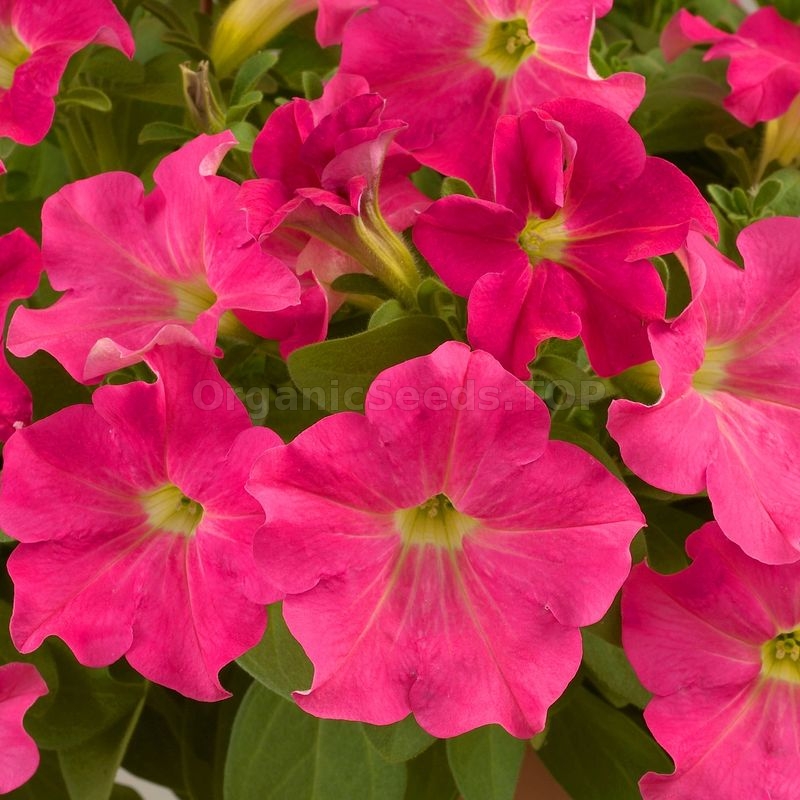 «Rainbow» - Petunia Seeds - Shipping is free for orders over €50