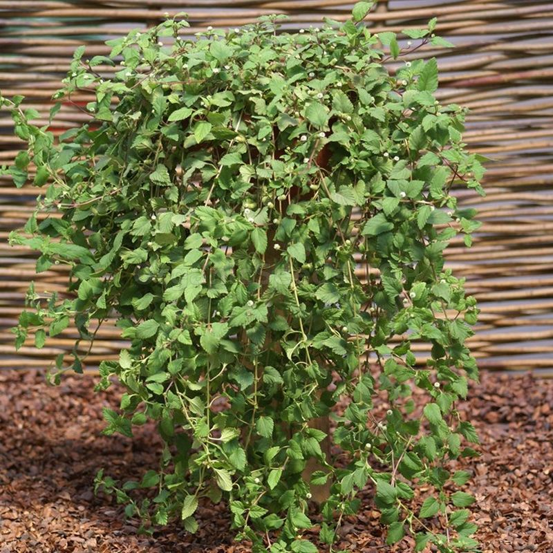 Images Organic Aztec sweet Herb Seeds / Lippia dulcis - Shipping is ...