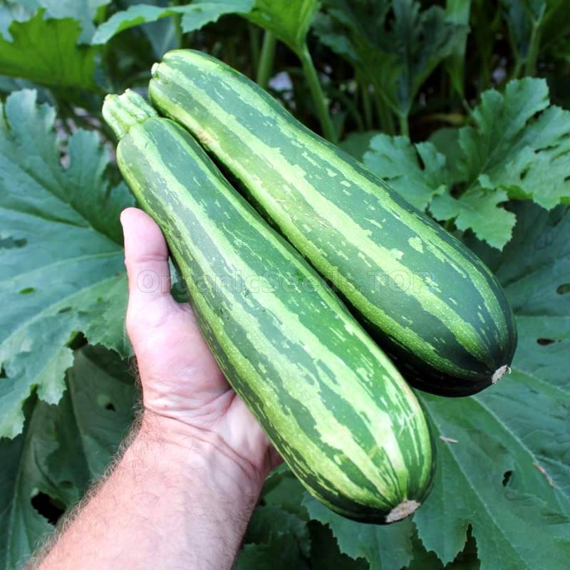 Reviews «Zebra» - Organic Squash Seeds - Shipping is free for orders ...