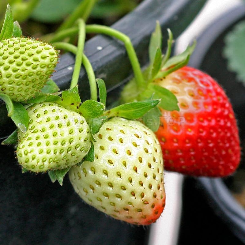 «Fresca» - Organic Strawberry Seeds - Shipping is free for orders over €50