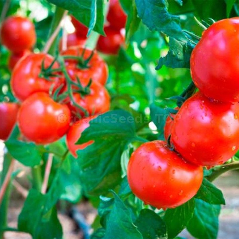 Images «Gardener's dream» - Organic Tomato Seeds - Shipping is free for ...