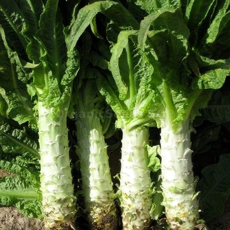 «Uysun» - Organic Celtuce Seeds - Shipping is free for orders over €50