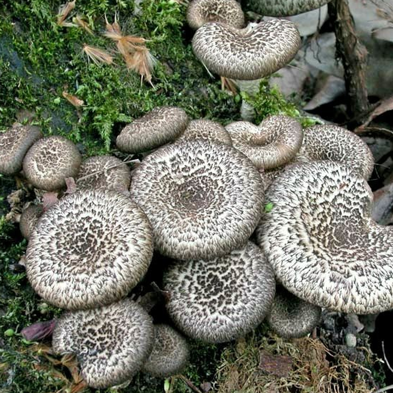 «Tiger Pannus» (Panus tigrinus) - Organic Mushroom's Dry Mycelium ...
