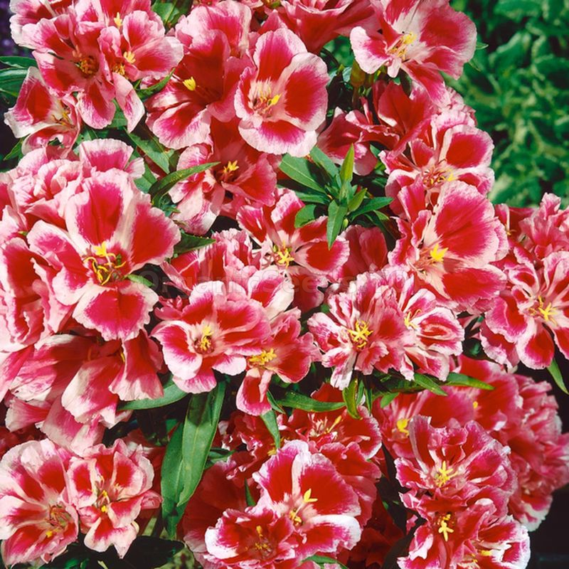 Reviews «Rembrandt» - Organic Godetia Seeds - Shipping is free for ...