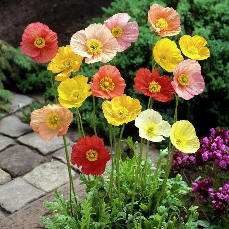 Organic Alpine poppy seeds - Shipping is free for orders over €50