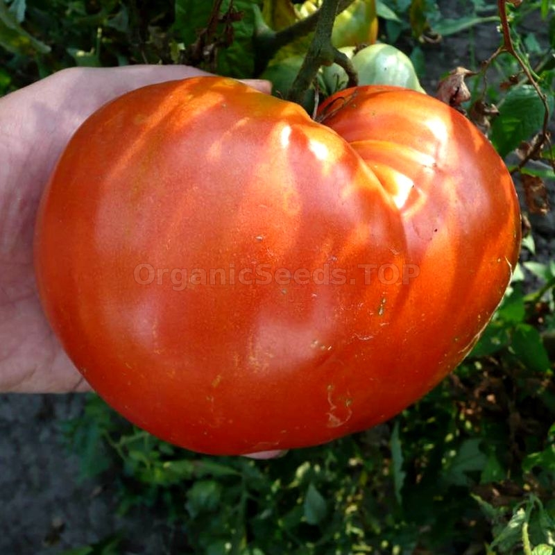 «Sprint Timer» - Organic Tomato Seeds - Shipping is free for orders ...