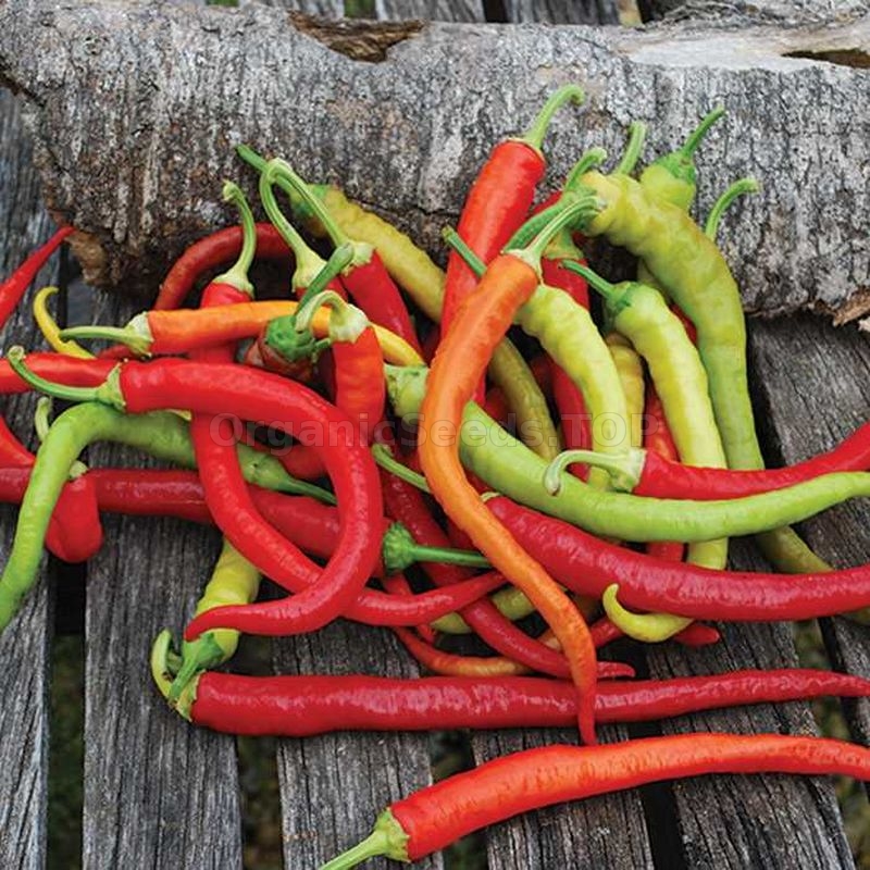 «Red Cigarella» - Organic Pepper Seeds - Shipping is free for orders ...