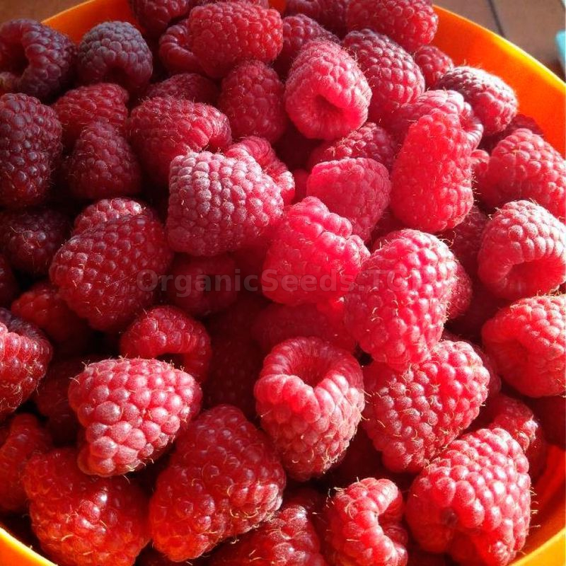 «Polka» - Organic Raspberry Seeds - Shipping is free for orders over €50