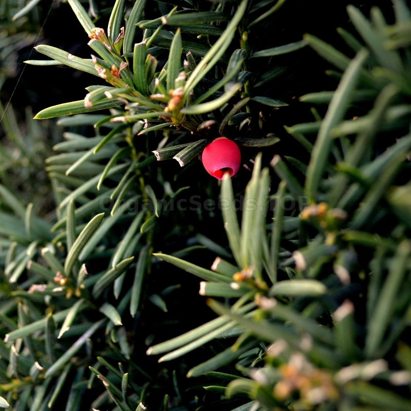 Organic English Yew Seeds (Taxus baccata) - Shipping is free for orders ...