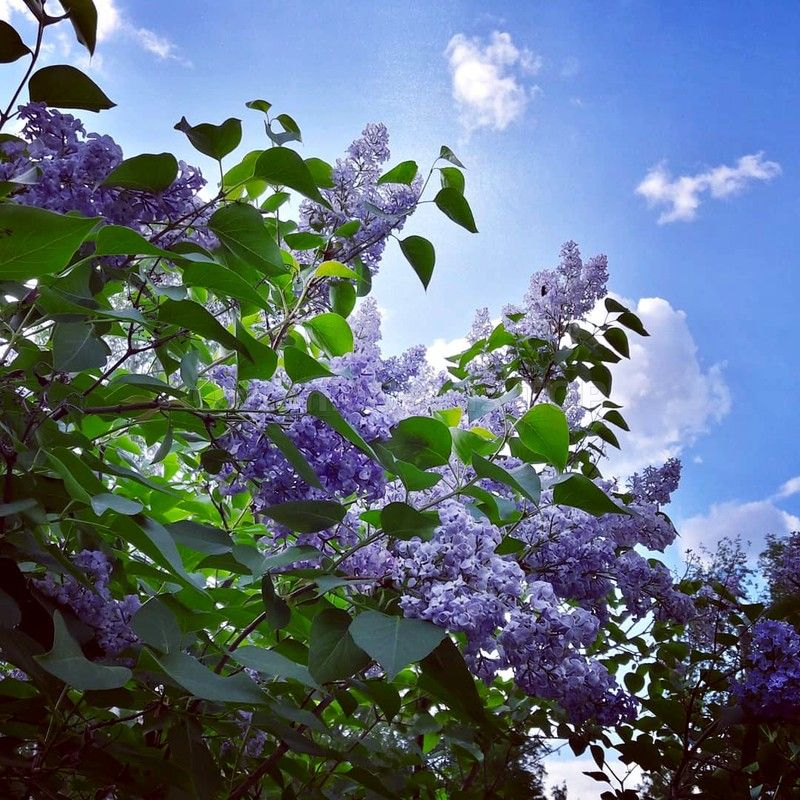 Images Organic Lilac seeds - Shipping is free for orders over €50