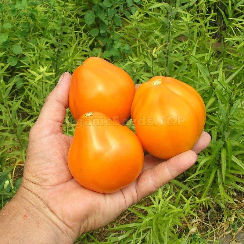 Images «Truffle yellow» - Organic Tomato Seeds - Shipping is free for ...