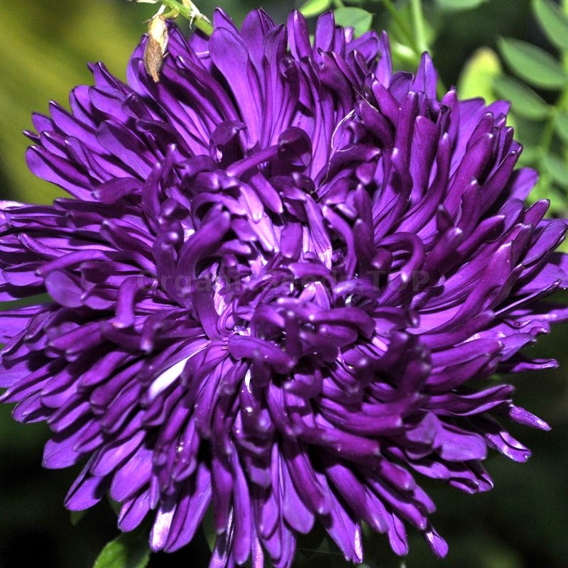 «Matador» - Organic Aster Seeds - Shipping is free for orders over €50