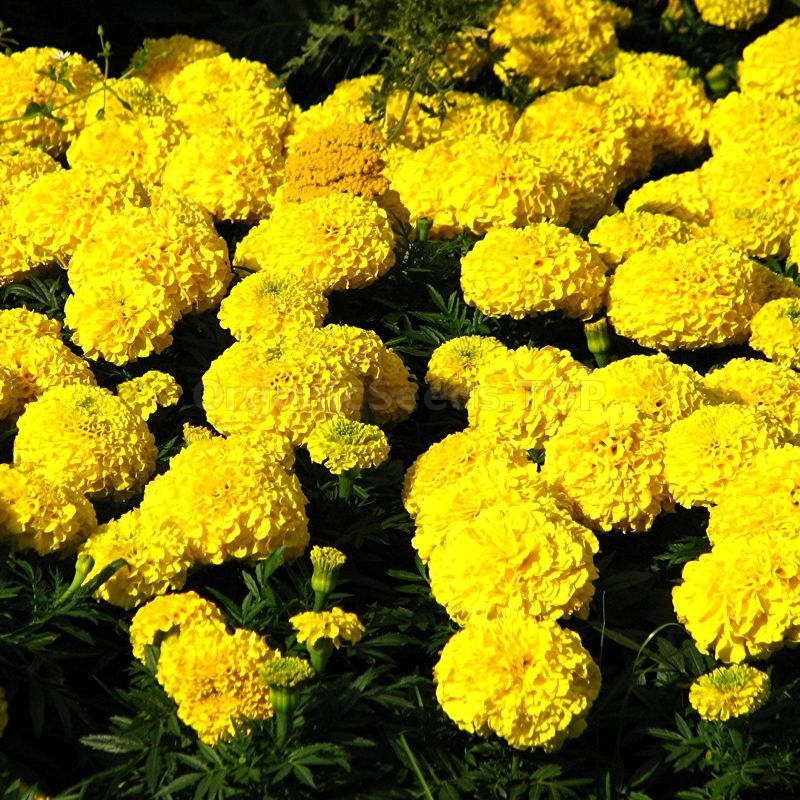 «Yellow» - Organic Tagetes Seeds - Shipping is free for orders over €50