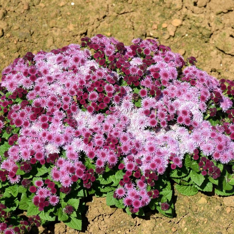 «Pink Flint» - Organic Ageratum Houstonianum Seeds - Shipping is free ...