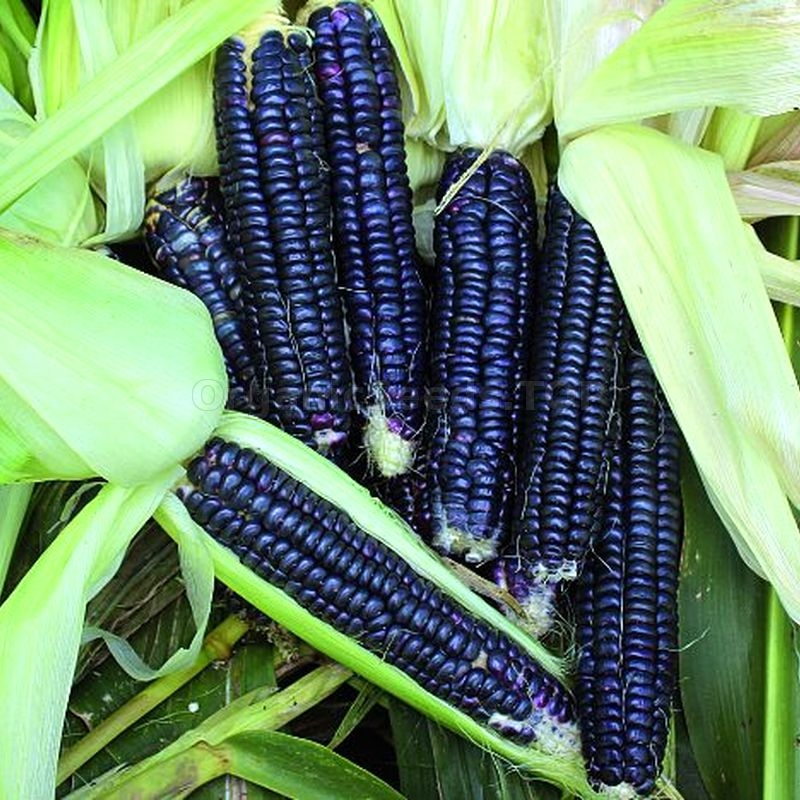 «Black Aztec» - Organic Corn Seeds - Shipping is free for orders over €50