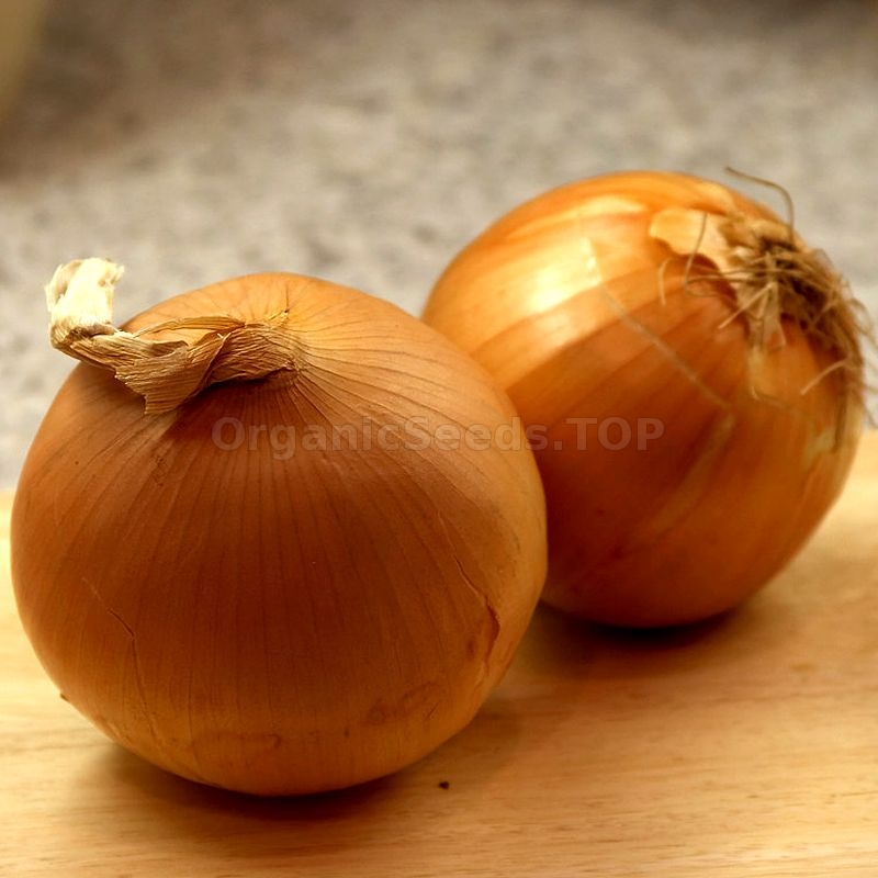 «Batyr» - Organic Onion Seeds - Shipping is free for orders over €50