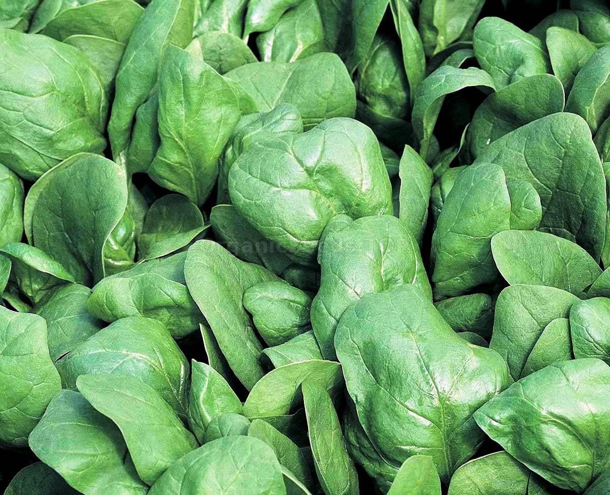 «Winter Giant» - Organic Spinach Seeds - Shipping is free for orders ...