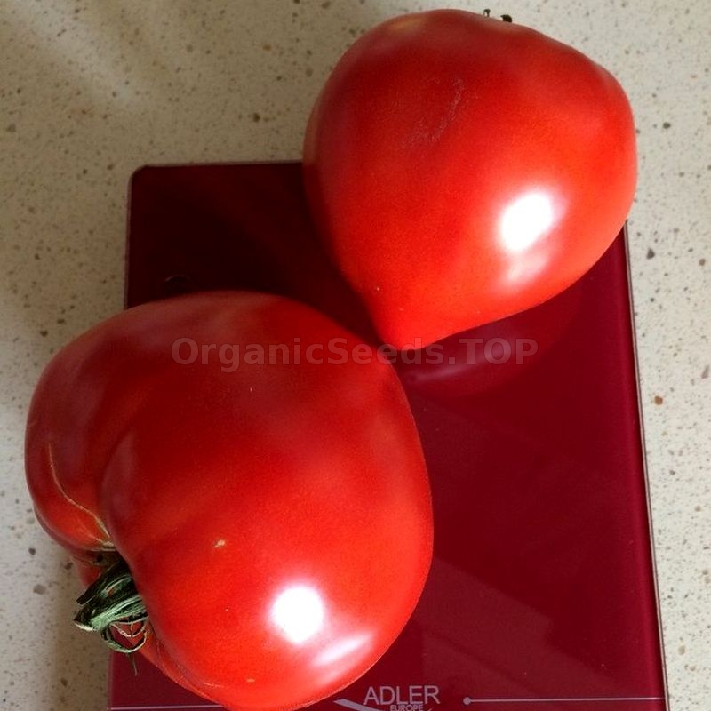 Reviews «Budenovka Red» - Organic Tomato Seeds - Shipping is free for ...