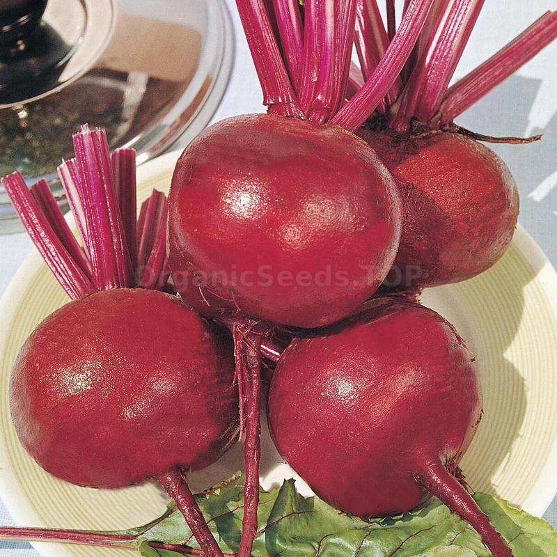 «Cadet» - Organic Beetroot Seeds - Shipping is free for orders over €50