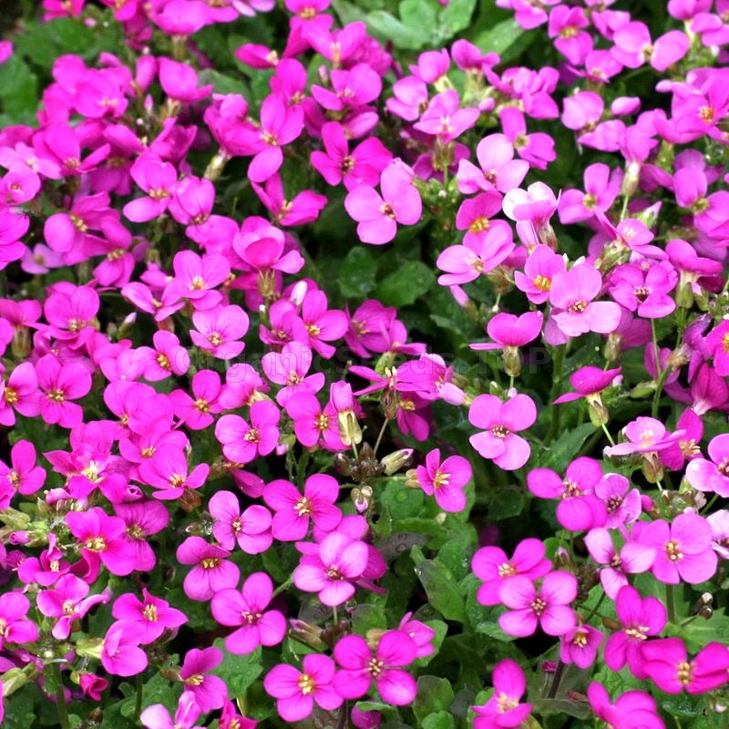 «Alpina Rosea» - Organic Arabis Seeds - Shipping is free for orders ...