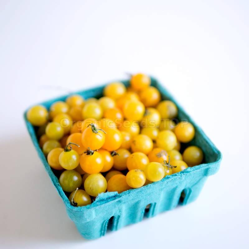 «Yellow Currant» - Organic Tomato Seeds - Shipping is free for orders ...