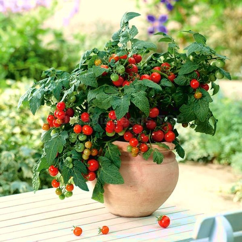 «Balcony red» - Organic Tomato Seeds - Shipping is free for orders over €50