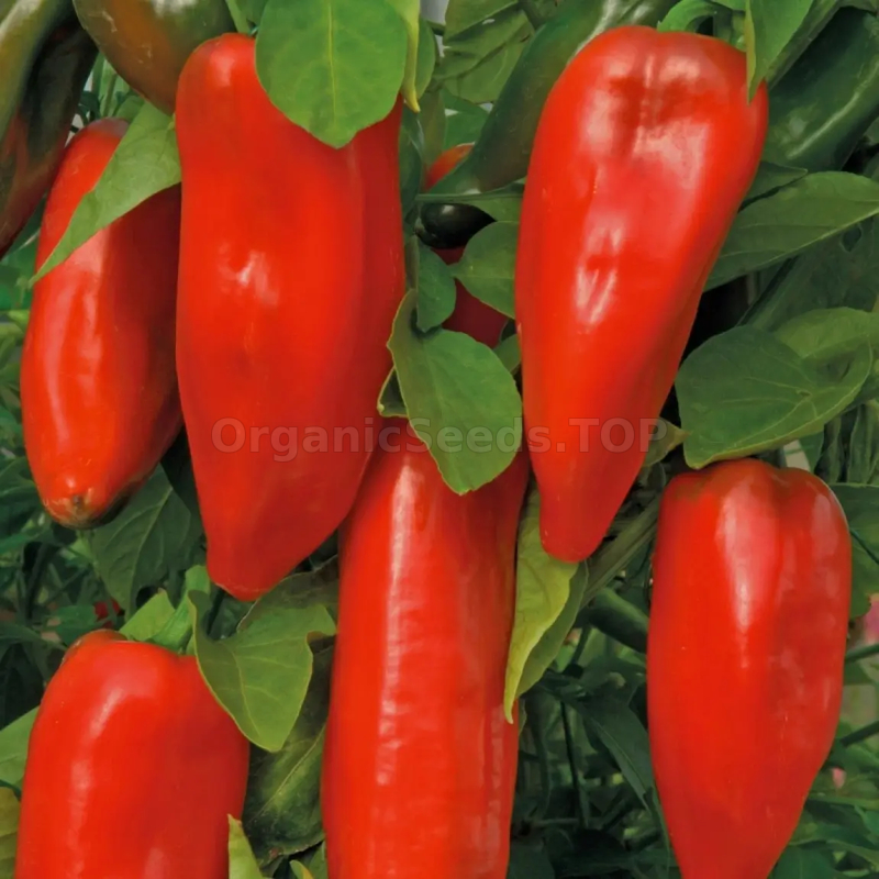Images «Shepherd» - Organic Pepper Seeds - Shipping is free for orders ...