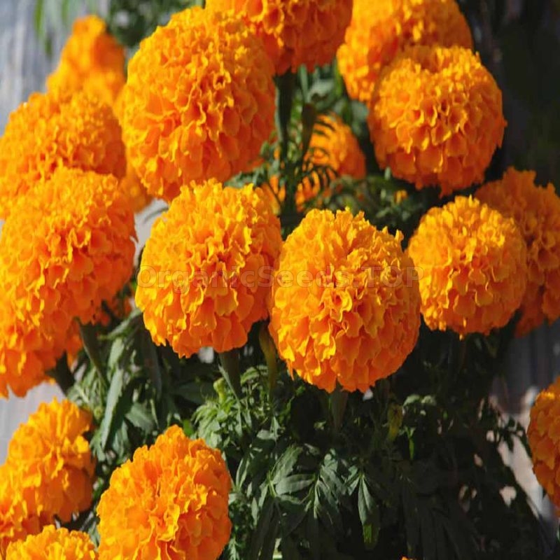 Images «Hawaii» - Organic Tagetes Seeds - Shipping is free for orders ...